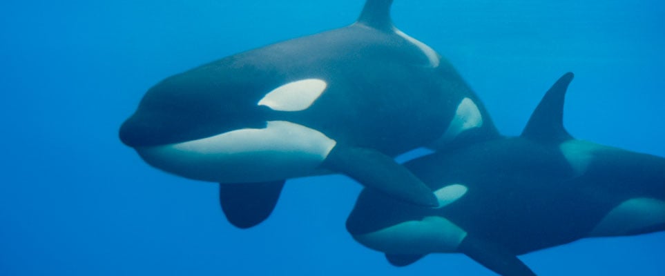 Watch: Two orcas were spotted off the UAE coast this weekend - What's On