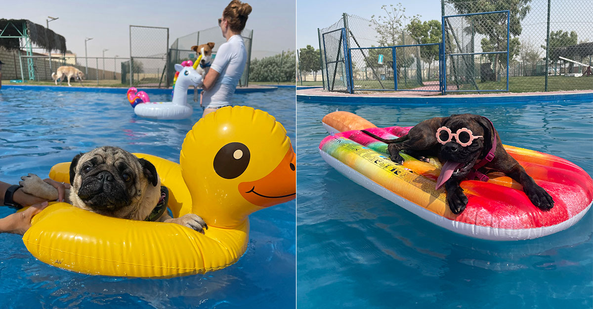 This pool party in Ras Al Khaimah is raising money for animals in need