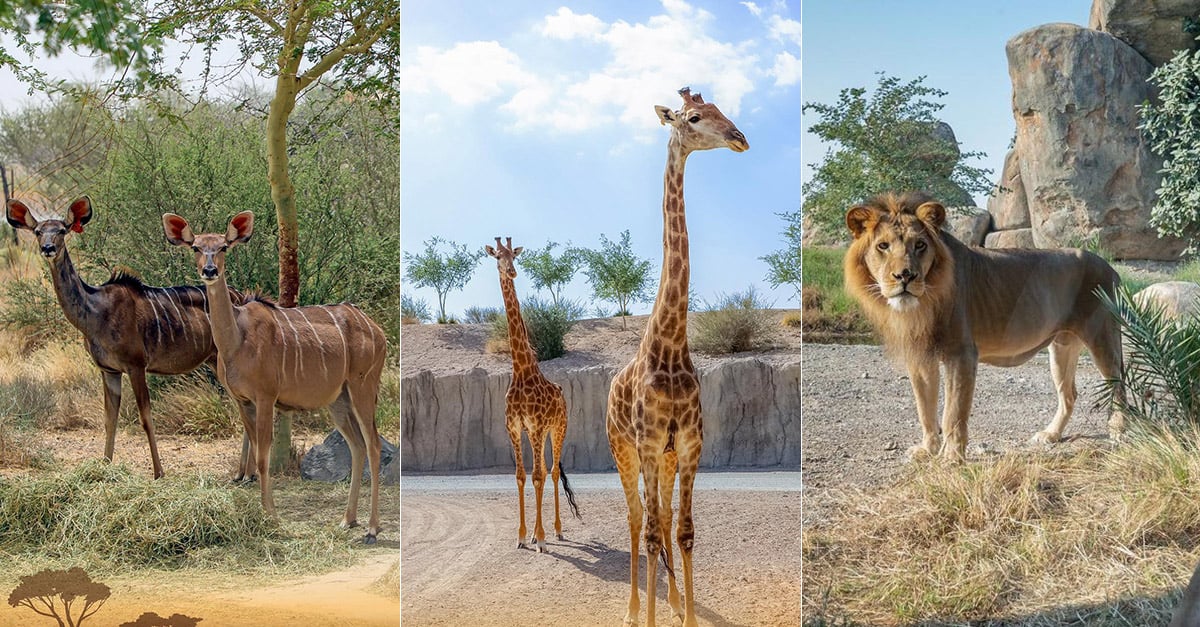 Sharjah Safari Park is reopening for a new season on September 21