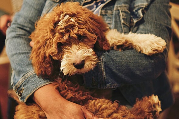 Emirates SkyCargo sets up dedicated team for pet bookings - What's On