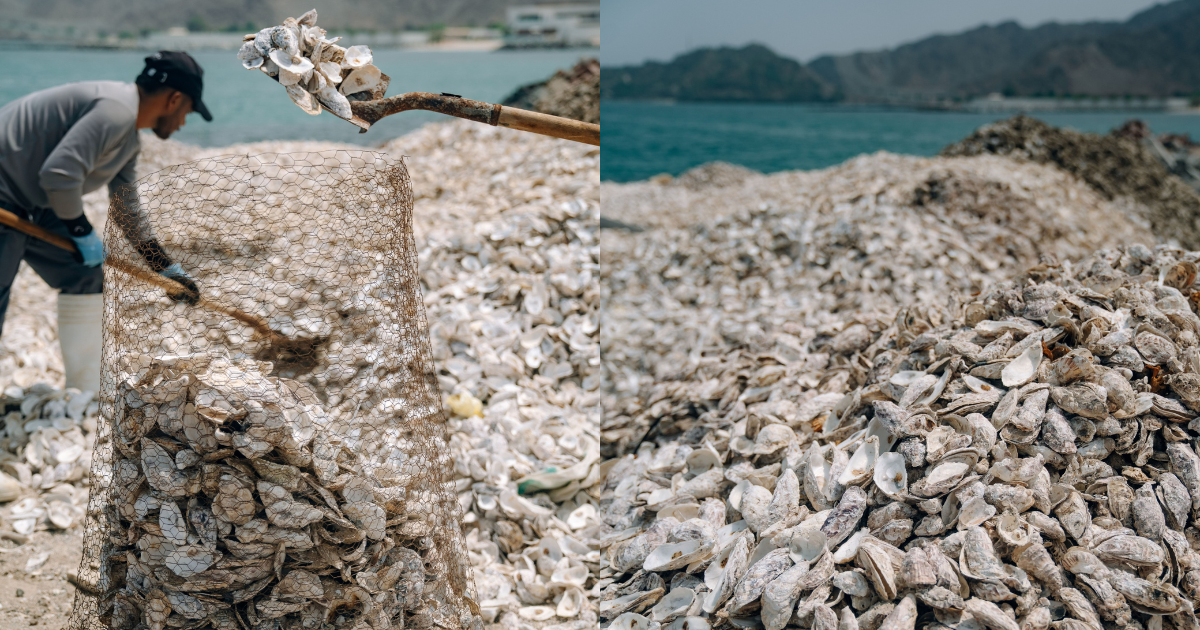 Dibba Bay Oysters has launched a cool new reef creation project