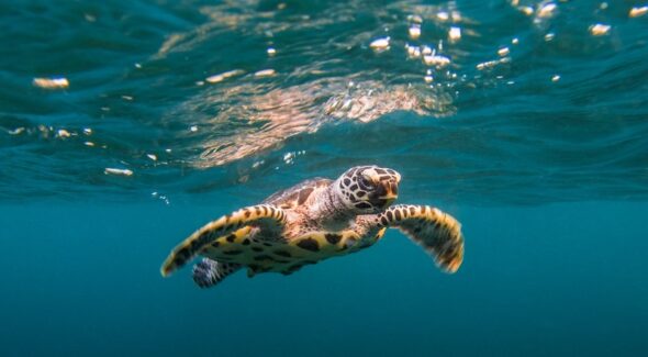 turtles in the UAE - What's On