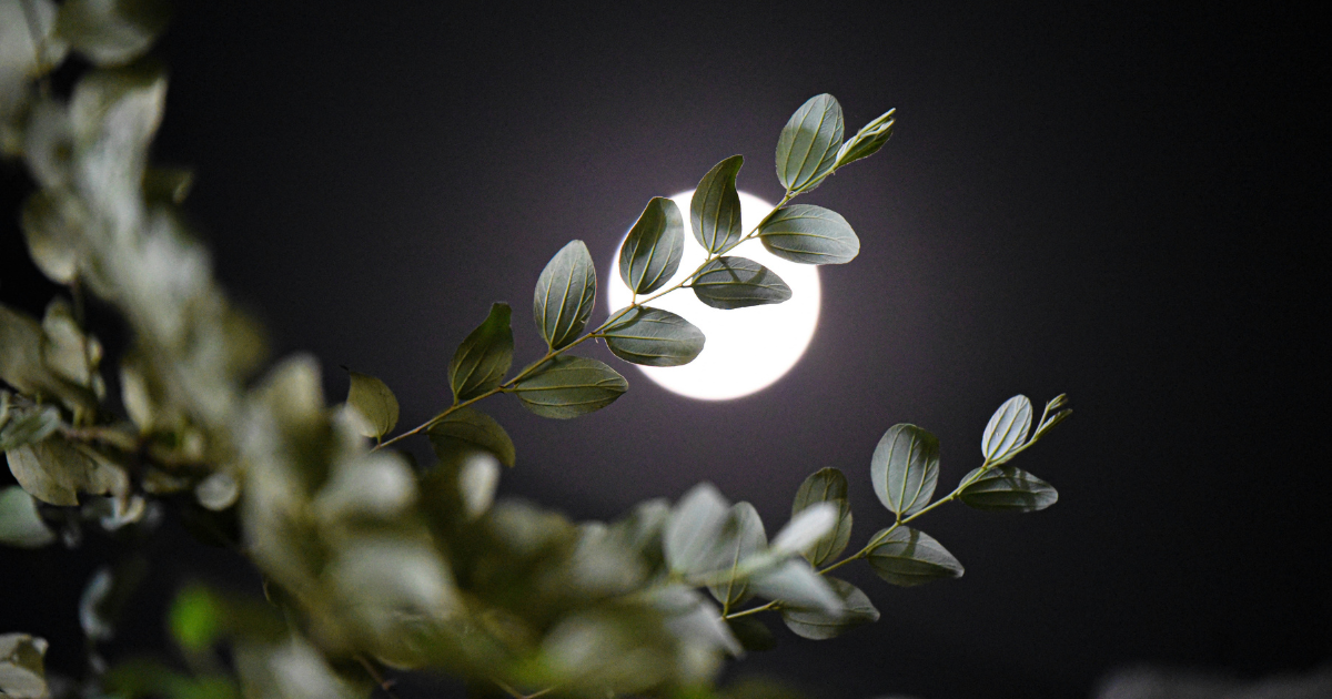 Here's how you can sight the upcoming 'Flower Moon' in the UAE