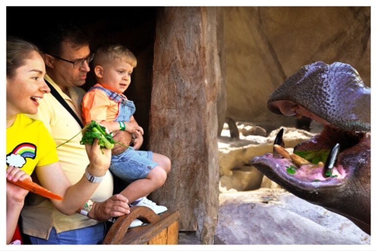 Everything to see and do at Emirates Park Zoo and Resort in Abu Dhabi ...