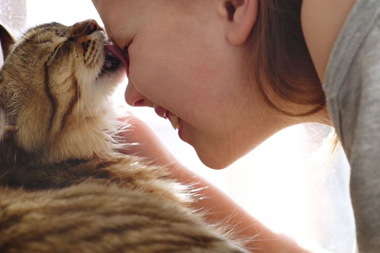 Rixos Premium Saadiyat Island hosts cat adoption day this October