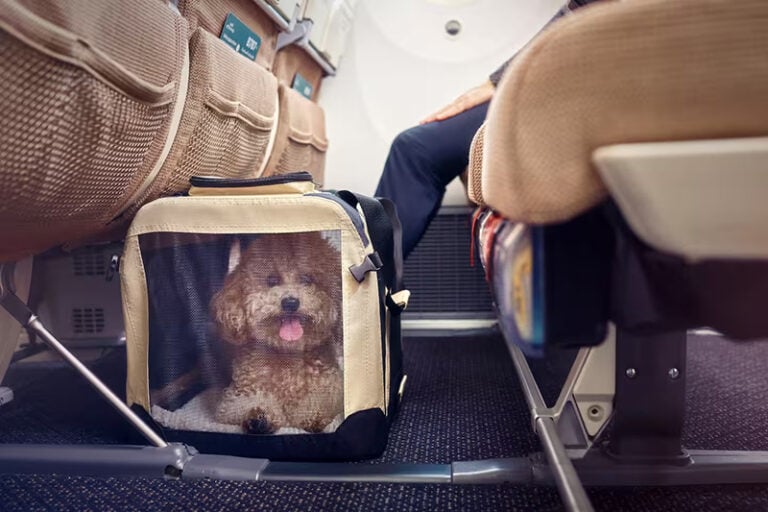 Etihad Airways makes flying with pets cheaper with a new offer - What's On
